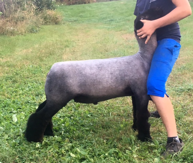 Stud Rams - Williams Show Lambs