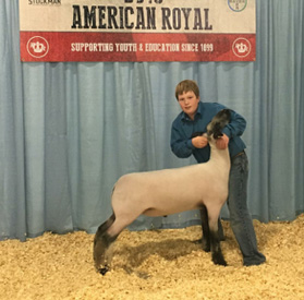 2015 Winners - Williams Show Lambs