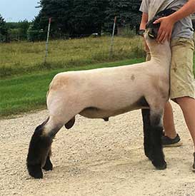 Stud Rams - Williams Show Lambs