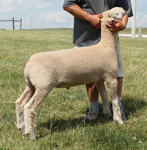 Stud Rams - Williams Show Lambs