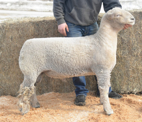 Stud Rams - Williams Show Lambs