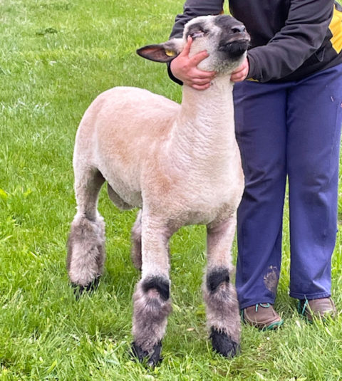 Stud Rams - Williams Show Lambs