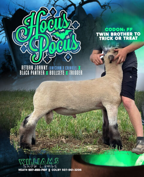 Stud Rams - Williams Show Lambs